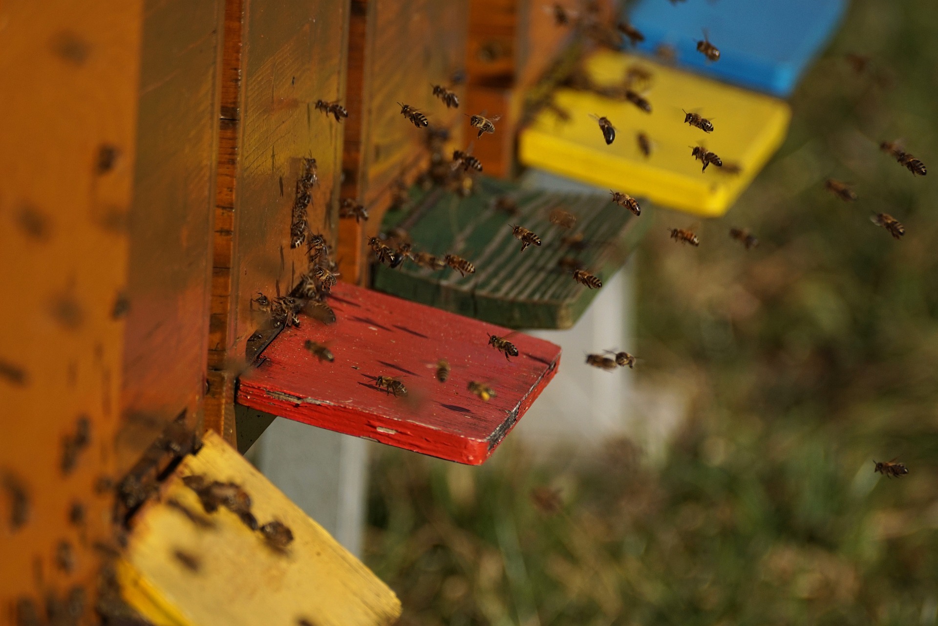 Beginners guide to beekeeping -Local backyard Bees