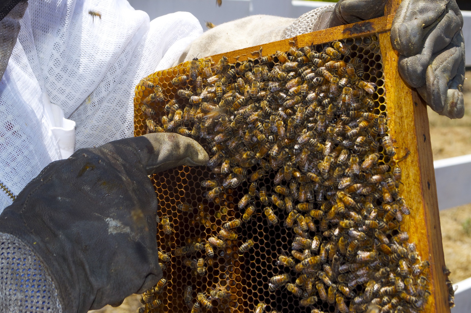 Learn the basics of beekeeping - Local Backyard Bees